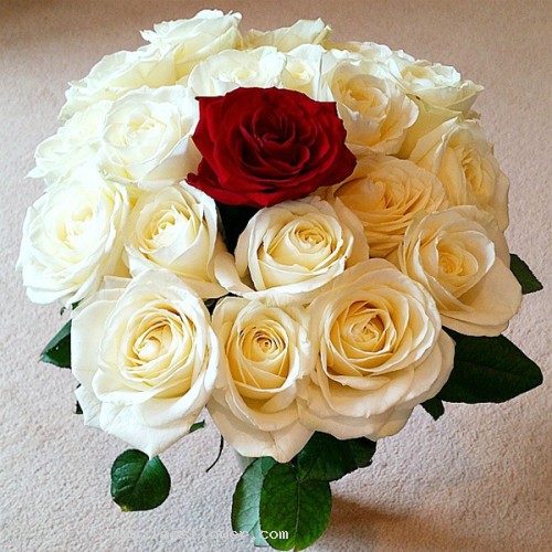 A vase of 21 roses consists of 20 white roses & 1 red rose in the middle.